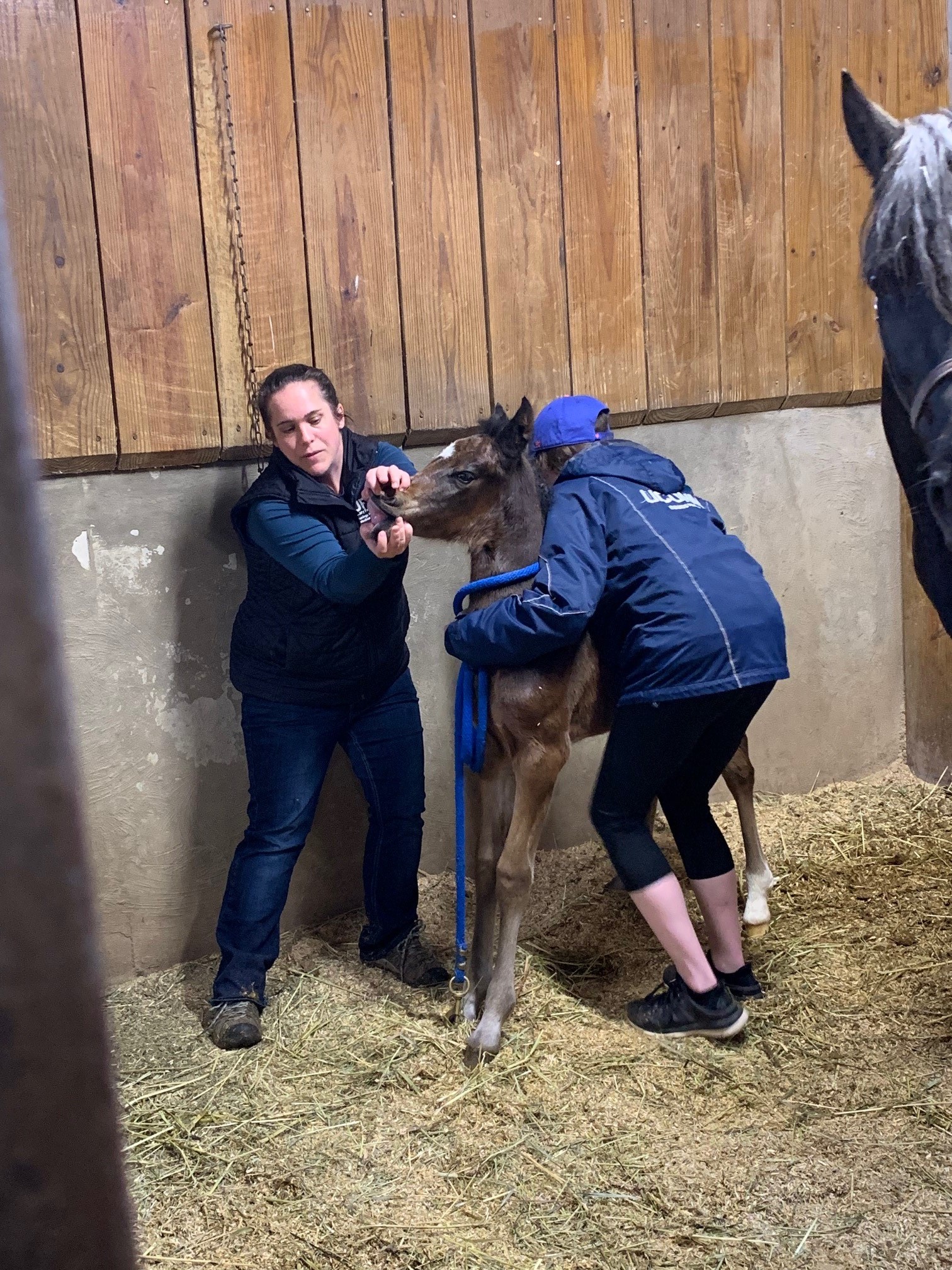 Animal Science Professional Development Workshop | UConn Early College ...